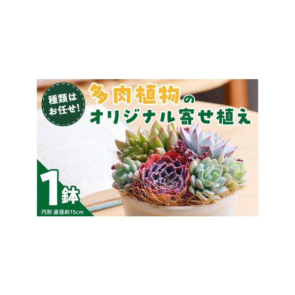 ■ 容量　多肉植物の寄せ植え16×16cm（鉢サイズ:円形 直径約15cm）■ 配送について　ご入金確認後、１ヶ月以内に発送　日付指定をする場合は、ご入金後３週間以上経過した日付を備考欄にお書きください。　お礼品の特性上、暑さが厳しい時期の...