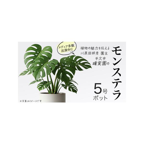 ■ 容量　5号1点　※サイズ等を、お選びすることは出来かねます。　※発送時期や、苗木の発育状況により栽培に最適なものをプロが選んでお届けします。■ 配送について　入金確認後、2〜3週間程度で発送　ただし、発送する季節によって苗木の状況（実や...