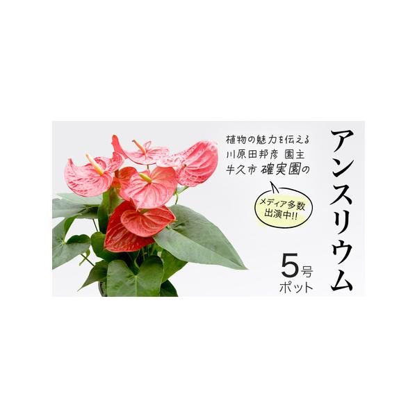 ■ 容量　5号1点　※サイズ等を、お選びすることは出来かねます。　※発送時期や、苗木の発育状況により栽培に最適なものをプロが選んでお届けします。■ 配送について　入金確認後、2〜3週間程度で発送　ただし、発送する季節によって苗木の状況（実や...