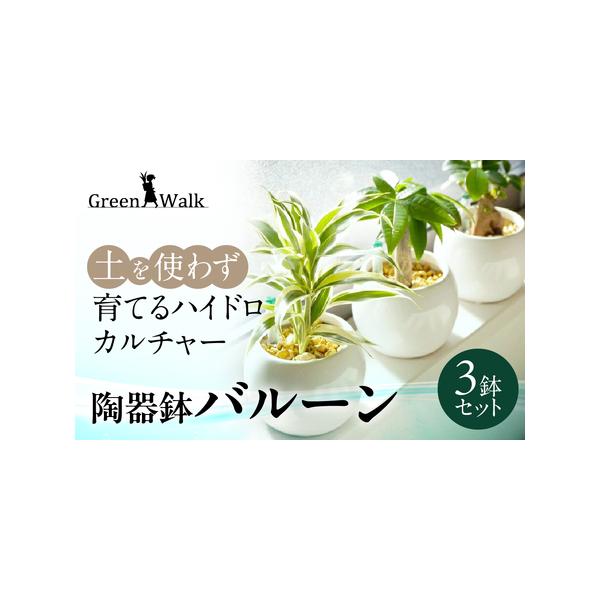 ■ 容量　ハイドロカルチャー バルーン 陶器鉢 ゼオライト植え 3鉢セット　※お届けする植物はお任せです。　【サイズ】　器：W9×H7cm　植物含めた高さ：約10-15cm前後　【材質】　器：陶器■ 配送について　ご入金確認から2週間程度で...