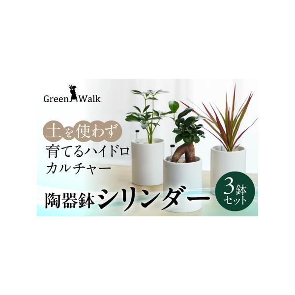 ■ 容量　ハイドロカルチャー シリンダー 陶器鉢 ゼオライト植え 3鉢セット　※お届けする植物はお任せです。　【サイズ】　器：W9×H7cm　植物含めた高さ：約10-15cm前後　【材質】　器：陶器■ 配送について　ご入金確認から2週間程度...