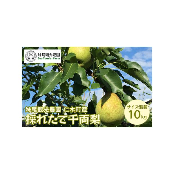 ■ 容量　千両梨（せんりょうなし）　サイズ混載10kg（20個前後） 　産地：仁木町　　※ふるさと納税返礼品地場産品基準(平成31年総務省告示第179号第5条)のうち該当する類型について　仁木町内において生産されたものであることから第１号に...