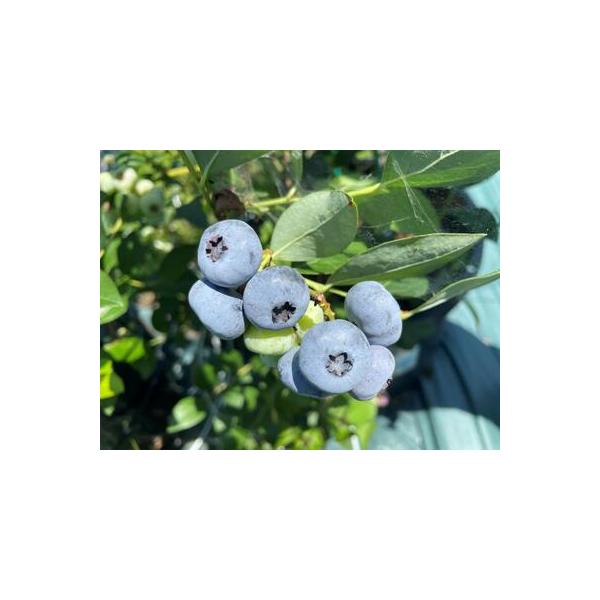 ■ 容量　【容量】　【内容量】生ブルーベリー500g（250g×2パック）（Lサイズ果実1粒直径：約17mm以上）　【原材料】ブルーベリー(生果実)ハイブッシュ類他　【原産地】宗像市産　【のし対応】不可　【消費期限】発送日より冷蔵で7日程度...