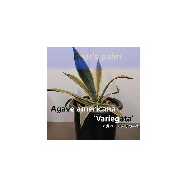 ■ 容量　アガベアメリカーナ　鉢底からの高さ50cm-60cm■ 配送について　入金確認後、1週間以内に発送いたします。　タイプ：【常温】