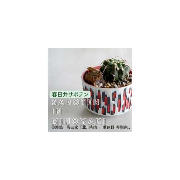 ■ 容量　植木鉢：多治見市産　サボテン：春日井市産　　ビン・ワレモノ　■鉢　サイズ：径10×高6.6cm　※手作りのため大きさには個体差があります　■サボテン　※植え込みのサボテンは季節ごとのセレクトとなりますので画像と異なる場合がございま...