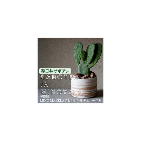 ■ 容量　植木鉢：多治見市産　サボテン：春日井市産　　ビン・ワレモノ　■鉢　サイズ：径15×高11.5cm　※手作りのため大きさには個体差があります。　■サボテン　※植え込みのサボテンは季節ごとのセレクトとなりますので画像と異なる場合がござ...