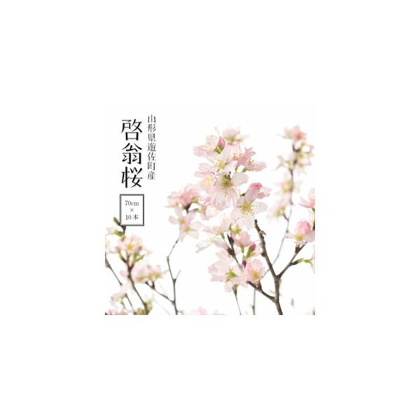 ■ 容量　啓翁桜　約70cm×12本（2月下旬発送）■ 配送について　【発送期日】2026年2月下旬発送　タイプ：【常温】