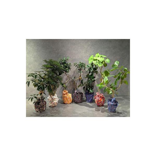 ■ 容量　植物の種類：フィカス・ウンベラータ、フランスゴム、ジャンボリーフなどから3種類各1本をお届け　植物の設置方法：鉢植え　植木鉢のサイズ（号数）：8　個数：3　本体高さ：140cm　※画像にある種類から、その時に一番状態の良いものをお...