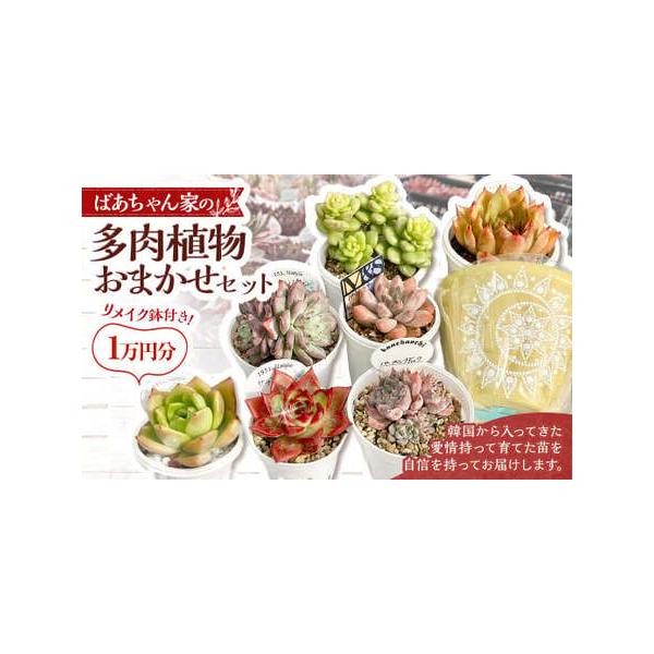 ■ 容量　多肉植物1万円分 　　【1万円分の例】　パラセレネ（M&amp;amp;S苗）、パルマ、アップルブロッサム、ゴールドジュピター、シャインブライト群生、パープルリディック、サラボニー、＋リメイク鉢　※種類・数はご指定できません。　※...