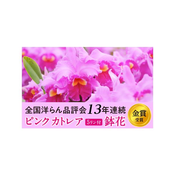 ■ 容量　鉢花カトレア 5リン咲き　1鉢の花の数：5リン　※（画像はサンプルです）時期により品種が変わりますので、花の色も違います。　※花が横一線に並ぶスタイルと2段に分かれるスタイルの場合があります。　■ 配送について　2025年10月中...