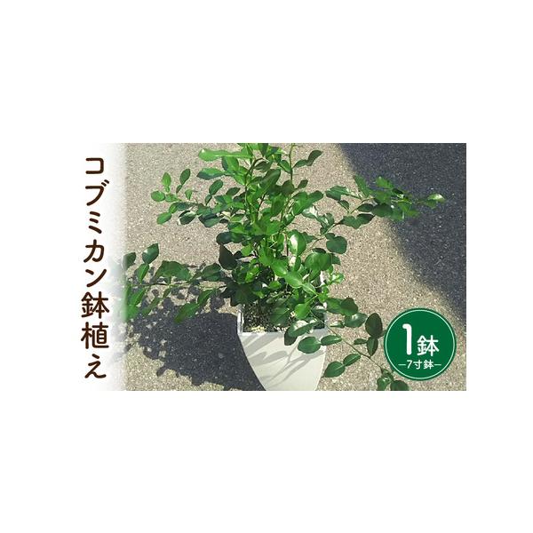■ 容量　コブミカン鉢植え 1鉢【容器7寸(プラスチック鉢)】　生産地 愛知県西尾市■ 配送について　入金確認後、30日以内で発送　タイプ：【常温】