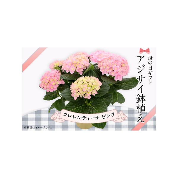 ■ 容量　5号鉢（直径15cm）6輪程度　1鉢　品種：フロレンティーナピンク　　※個体ごとに生育状況が異なるため、写真と同じものを提供することはできません。　※鉢が写真と異なる場合があります。■ 配送について　5月上旬より順次発送　※お申込...