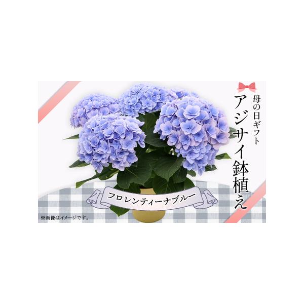 ■ 容量　5号鉢（直径15cm）6輪程度　1鉢　品種：フロレンティーナブルー　　※個体ごとに生育状況が異なるため、写真と同じものを提供することはできません。　※鉢が写真と異なる場合があります。■ 配送について　5月上旬より順次発送　※お申込...