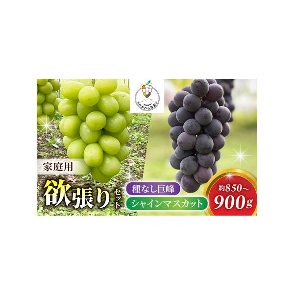 ■ 容量　シャインマスカット1〜2房、巨峰 1〜2房　合計2〜4房（約850〜900g）■ 配送について　2026年9月上旬〜9月下旬のお届け予定　※天候・気候の諸条件により収穫・出荷の時期に変動があることがございます。　タイプ：【冷蔵】
