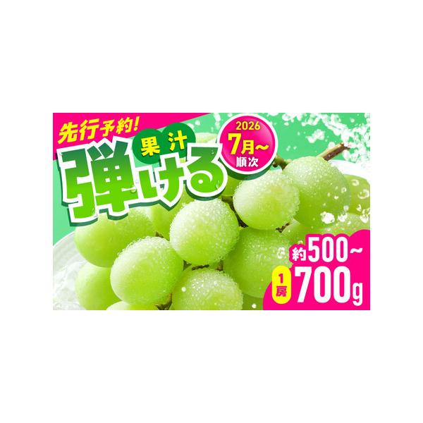 ■ 容量　シャインマスカット1房（約500〜700g）■ 配送について　ご入金確認後、2026年7月下旬〜9月下旬にかけて順次発送いたします。　※本返礼品は先行受付品のため、発送期間を必ずご確認の上お申込みください。　※返礼品の状況により、...