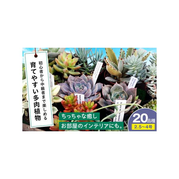 ■ 容量　セット内容：多肉植物 計20鉢　ポットサイズ：2.5号から4号（直径約7.5cmから12cm）　※品種によりサイズは異なります。■ 配送について　寄附確定後、2週間前後発送　　タイプ：【常温】