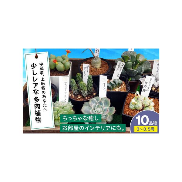 ■ 容量　セット内容：多肉植物 計10鉢　ポットサイズ：3号から3.5号（直径約9cmから10.5cm）　※品種によりサイズは異なります。■ 配送について　寄附確定後、2週間前後発送　　タイプ：【常温】