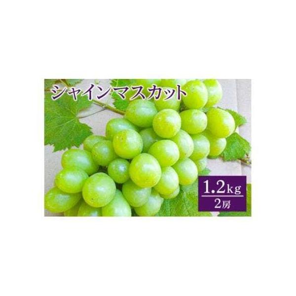 ■ 容量　シャインマスカット1.2kg（2房）■ 配送について　【注意事項】　※申し訳ございませんが、沖縄県、伊豆諸島（大島・八丈島を除く）及び小笠原村（小笠原諸島）への発送はお受け出来ません。　・特産品が届きましたら、直ちに開封し中身をご...