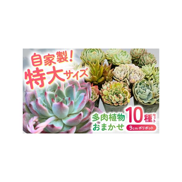 ■ 容量　（内容）多肉植物おまかせ10種類　（鉢）９cmポリポット　【加工地】　高知県高知市　■ 配送について　10月から5月までの8カ月間は、準備でき次第発送いたします。　夏の暑さを避けるため、6?9月間は配送停止させていただきます。その...