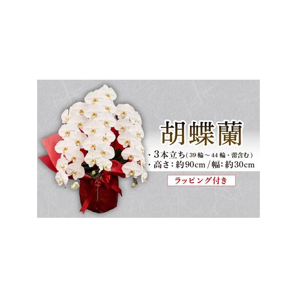 ■ 容量　■内容量　胡蝶蘭 3本立ち　39輪?44輪・蕾含む　　高さ：約90ｃｍ　幅 ：約30cm■ 配送について　入金確認後順次発送 　時間指定可　タイプ：【常温】