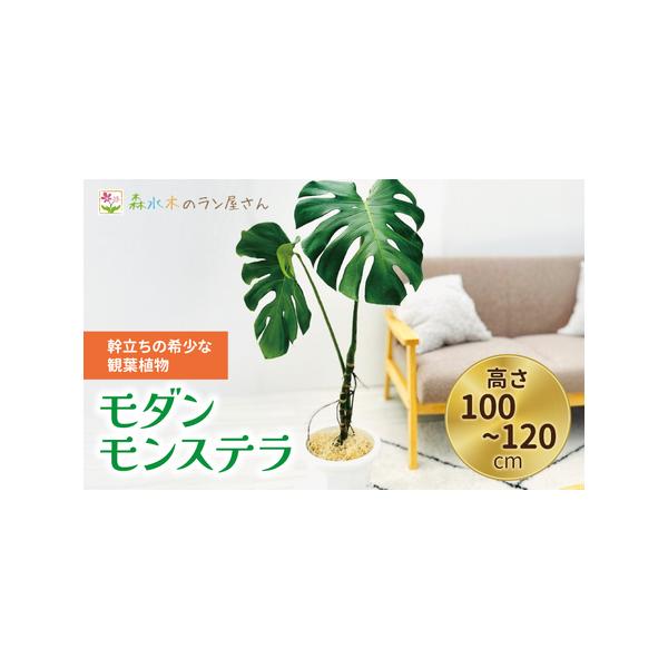 ■ 容量　モダン モンステラ （高さ100〜120cm）■ 配送について　11月〜3月の冬季は寒冷地への発送を受付ておりません。　予めご了承ください。　　対象地域：北海道、東北（青森、秋田、岩手、山形、宮城、福島）、北部（新潟、富山、石川、...