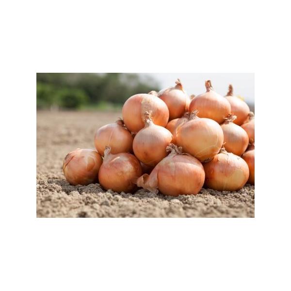 ■ 容量　10kg■ 配送について　準備でき次第、順次発送します。　タイプ：【常温】