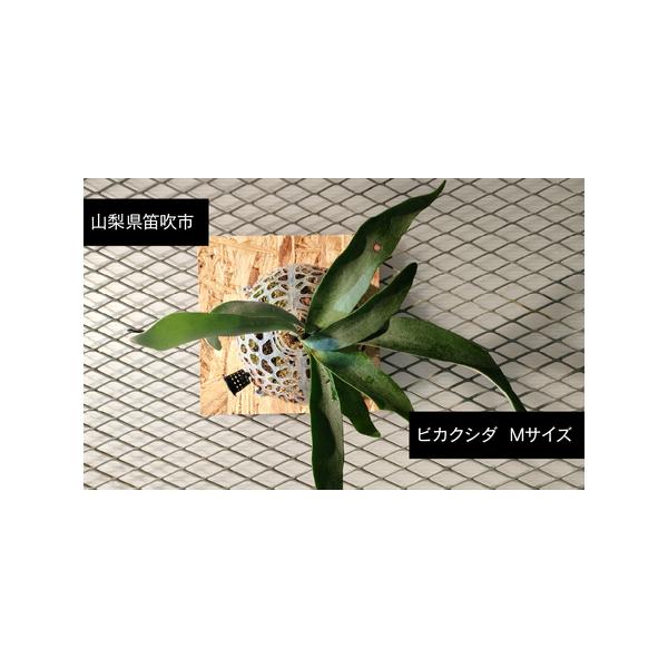 ■ 容量　ビカクシダ １個 Mサイズ■ 配送について　発送期間：3月〜11月　12月〜2月にご寄附いただきましたら、3月からの発送となります。　タイプ：【常温】