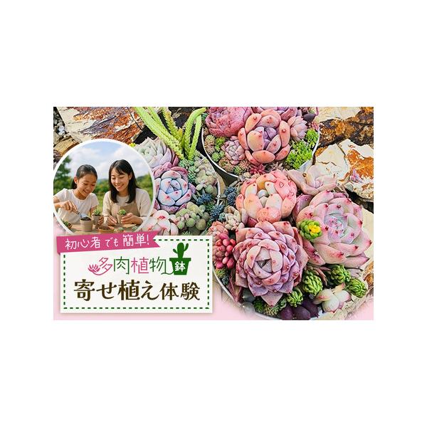 ■ 容量　可愛い多肉植物寄せ植え体験鉢■ 配送について　入金確認後、1ヶ月程度で発送します　タイプ：【常温】