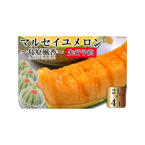 ■ 容量　2Lサイズ×4玉　（2Lサイズ：1.15〜1.3kg程度/玉）　　■消費期限　収穫日より10日程度（冷暗所で保存）■ 配送について　2026年5月下旬〜2026年6月中旬の期間で発送予定　※申込期日：2026年5月31日（決済確認...