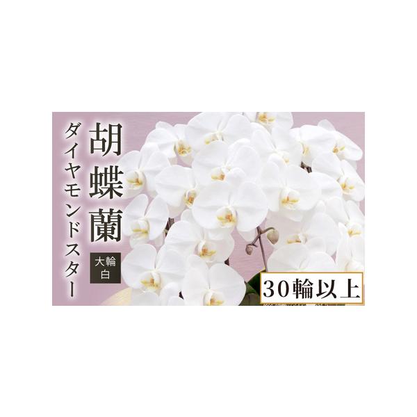■ 容量　胡蝶蘭 大輪白ダイヤモンドスター30輪以上(蕾含む)■ 配送について　入金確認後、準備でき次第発送いたします。　（12/26~1/8は発送不可）　※現在、発送に時間がかかる地域（北海道・四国・九州・沖縄・離島）へのお届けにつきまし...