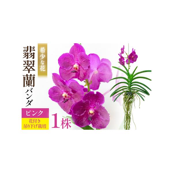 ■ 容量　花付き 1株■ 配送について　花の生育状況を見極め、最も美しい状態でお届けできる時期に発送いたします。　ご希望の時期にお届けすることはできません。　ご了承ください。　　タイプ：【常温】