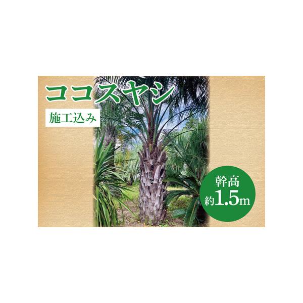■ 容量　幹高約1.5m程度のココスヤシ1本■ 配送について　お打ち合わせの上、施工日を調整いたします。　タイプ：【常温】