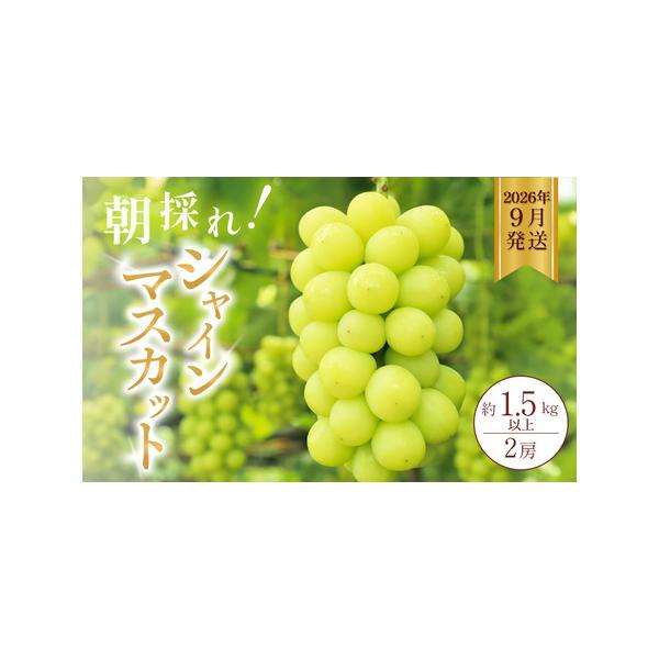 ■ 容量　シャインマスカット2房／朝採れ／一房780g以上／1.5kg以上　■ 配送について　2026年9月上旬〜中旬　　タイプ：【冷蔵】