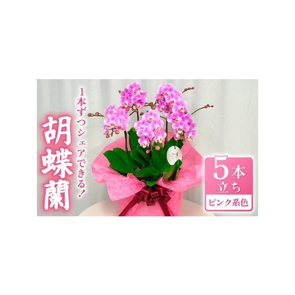 ■ 容量　胡蝶蘭　7号5本立ち 1鉢　※ラッピング付き　　高さ：約60?70cm　横幅：約15?25cm　※お花の大きさは個体差があります。■ 配送について　お申し込み後1?2週間程度で順次発送予定　※離島、北海道にはお届けできません。　※...