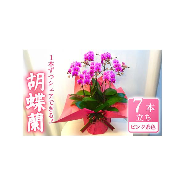 ■ 容量　胡蝶蘭　8号7本立ち 1鉢　※ラッピング付き　　高さ：約65?80cm　横幅：約15?25cm　※お花の大きさは個体差があります。■ 配送について　お申し込み後1?2週間程度で順次発送予定　※離島、北海道にはお届けできません。　※...