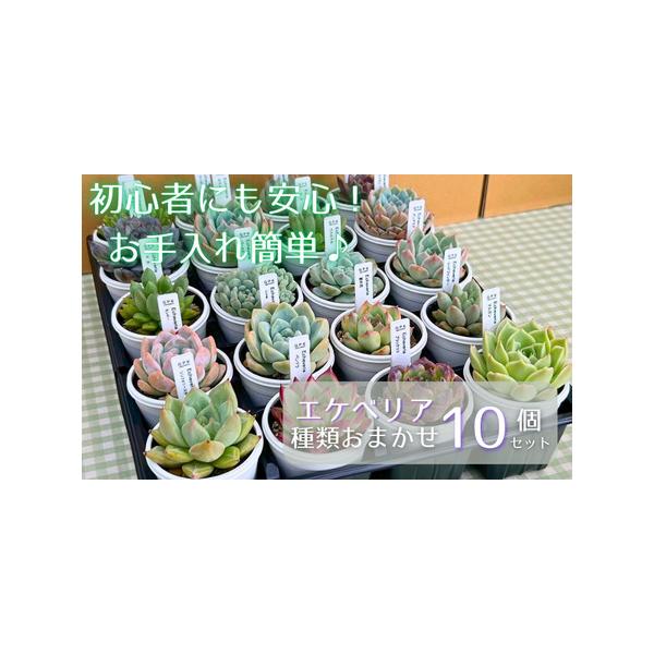 ■ 容量　10個（ポットの直径：6cm〜9cm）　※種類をお選びいただくことはできません。■ 配送について　10月〜5月にお申し込みの場合／寄付納入確認後、1ヶ月以内に発送します。　6月〜9月にお申し込みの場合／寄付納入確認後、10月より順...