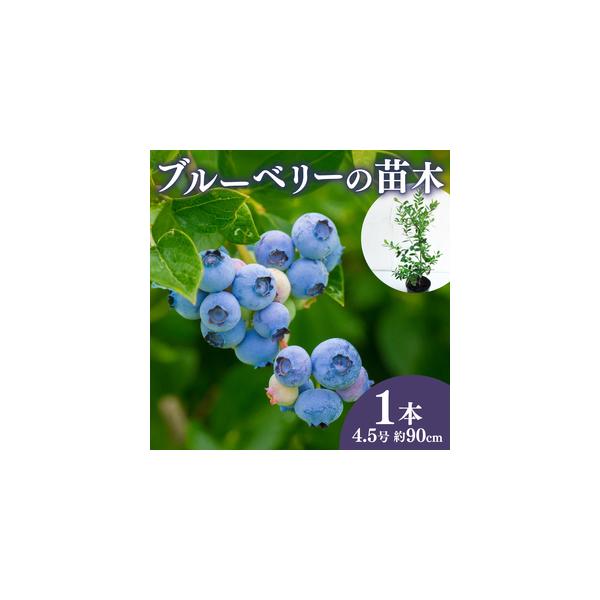 ■ 容量　大実ブルーベリー ラビットアイ系苗木(4.5号ロングポット入り)×１　サイズ：高さ約90cm程度■ 配送について　ご入金確認後、2週間から2か月で発送予定　発送期間：2026年4月30日まで　※お花の生育状況により前後する可能性が...