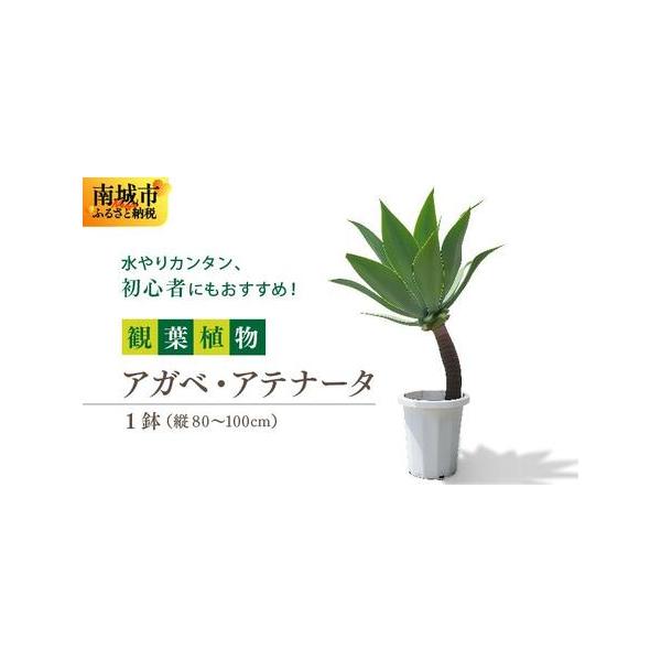 ■ 容量　アガベ×1個　横　７０ｃｍ〜８５ｃｍ　縦　８０ｃｍ〜１００ｃｍ■ 配送について　入金確認後、順次発送いたします。　タイプ：【常温】