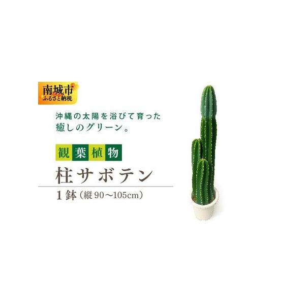 ■ 容量　サボテン×１個　横　２５ｃｍ　縦　９０ｃｍ〜１０５ｃｍ　■ 配送について　入金確認後、順次発送いたします。　タイプ：【常温】