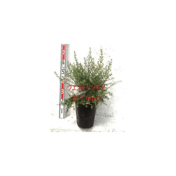 ■ 容量　21ｃｍポット■ 配送について　決済から2週間程度で発送　※離島にはお届けできません。　タイプ：【常温】