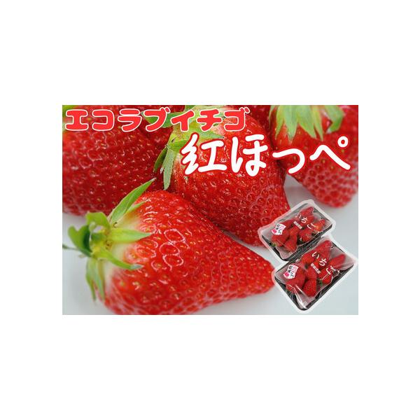 ■ 容量　いちご「紅ほっぺ」1パック（９〜１４粒）×２　※1パックあたり250ｇ　※パック内のサイズ（粒数）はお選びいただけません。　※写真のように、ケース内の粒数が揃わない場合がございます。　【賞味期限】　青果物のため、到着後はお早めにお...