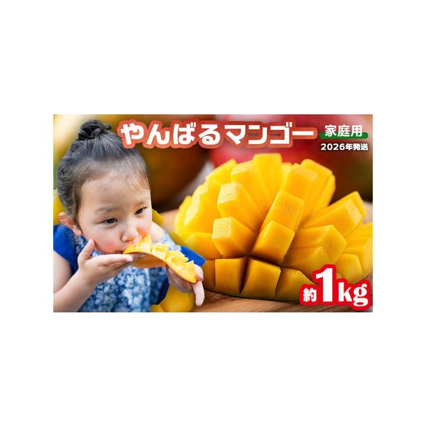 ■ 容量　家庭用　約１kg（２〜３玉）　　※玉数は選べません　※色づき、大きさにばらつきがあります。■ 配送について　2026年7月上旬〜8月中旬に順次発送　タイプ：【冷蔵】
