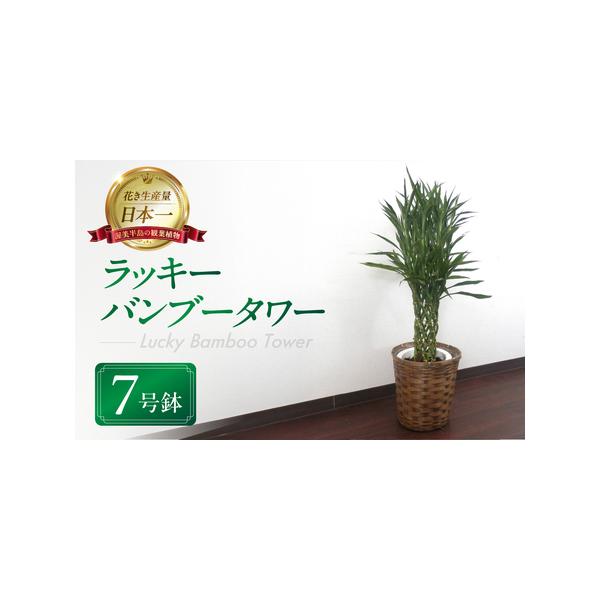 ■ 容量　ラッキーバンブータワー 　７号鉢　１鉢 H70cm前後×W30cm前後（バスケット・受け皿）■ 配送について　お申込み後、2週間程度で発送いたします。　※沖縄、離島など一部、配送不可のエリアがございます。※　※生育状況により遅延す...