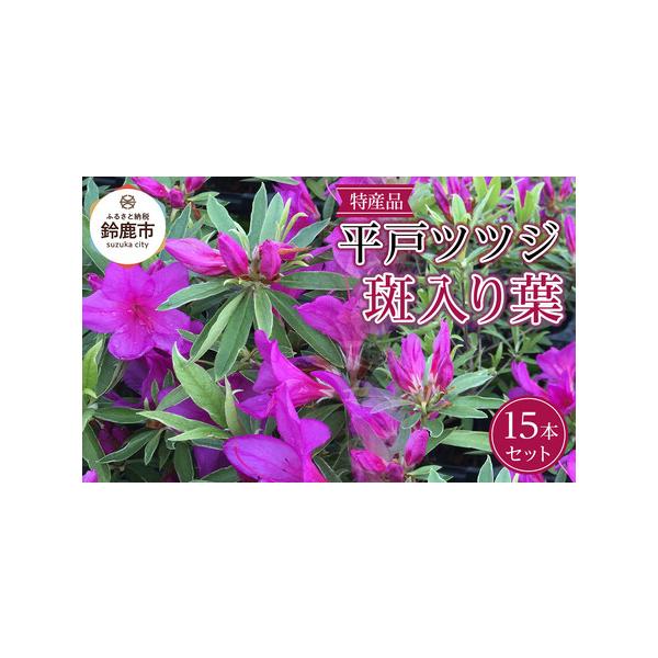 ■ 容量　■お礼品の内容について　・平戸ツツジ　斑入り葉[15本]　原産地:三重県鈴鹿市/製造地:三重県鈴鹿市/加工地:三重県鈴鹿市　■生産者の声　三重県鈴鹿市の特産品、ツツジ類を丹精込めて育成してます。　国内でのツツジ類生産のおおよそ8割...