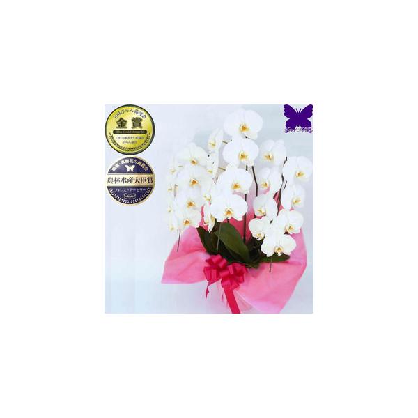 ■ 容量　胡蝶蘭　白　3本仕立て　24〜27輪　　タイプ：【常温】