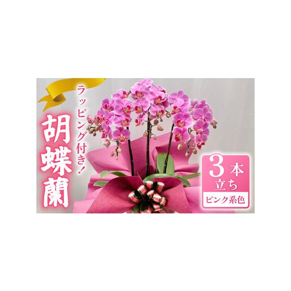 ■ 容量　ミディ胡蝶蘭　6号3本立ち 1鉢　※ラッピング付き　　高さ：約55-65cm　横幅：約15-25cm　※お花の大きさは個体差があります。■ 配送について　お申し込み後1?2週間程度で順次発送予定　※離島、北海道にはお届けできません...