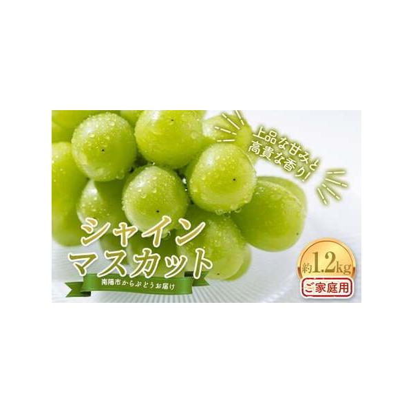 ■ 容量　シャインマスカット　等級：家庭用　容量：約1.2kg（2〜3房）　※1房の重さにより入数が異なります。房数はお選びいただけませんのでご了承ください。　■ 配送について　令和8年10月上旬〜10月下旬頃に順次発送　（天候により発送時...