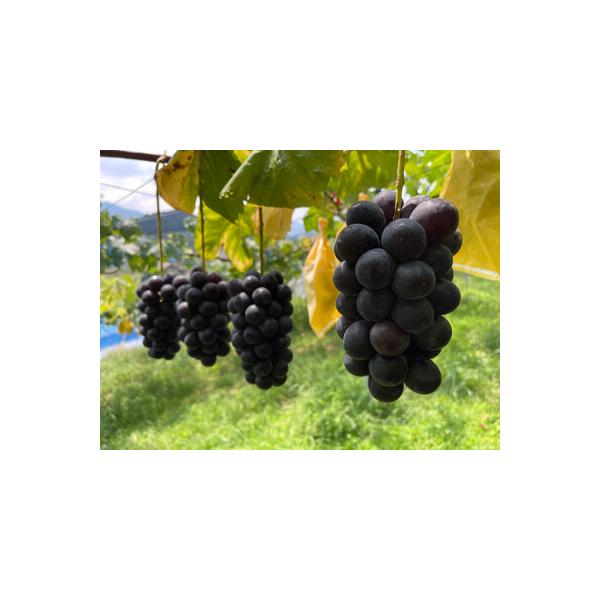 ■ 容量　種なし BKシードレス　約1kg（約400グラム×2〜3房）　【産地】和歌山県有田川町産　【賞味期限】　発送から1週間前後　※冷蔵庫にて保管ください。■ 配送について　2026年8月25日より順次発送※天候や生育状況により発送時期...