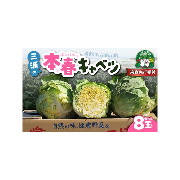■ 容量　三浦市産 本春キャベツ 8個　---------------------------------------------------　【該当するアレルギー特定原材料等】　特定原材料8品目および特定原材料に準ずる20品目は使用してい...