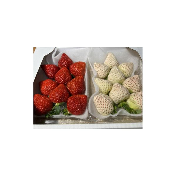 ■ 容量　あまおうと天使のいちご紅白セット　原産国／製造国：日本　いちごの品種：あまおうと天使のいちご　産地（都道府県）：福岡　製造者：ストロベリーファームはぎお　【消費期限】　消費期限：発送日より５日間　保存方法：冷蔵庫にて保存■ 配送に...